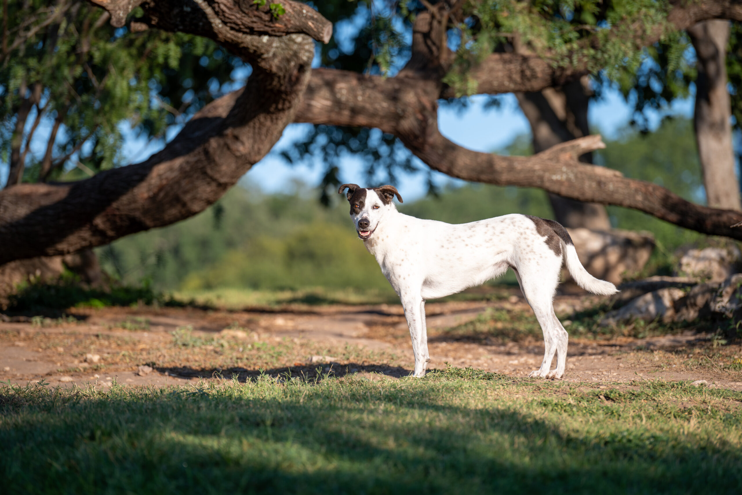 "Jamie Boyd Photography | Austin's Candid Moments Capturer"